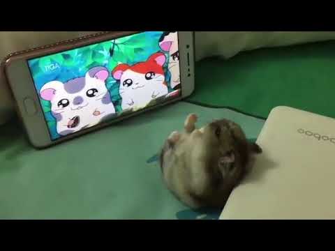 Lucy Rat Is Watching Cartoon | Funny And Surprised Rat Videos - YouTube