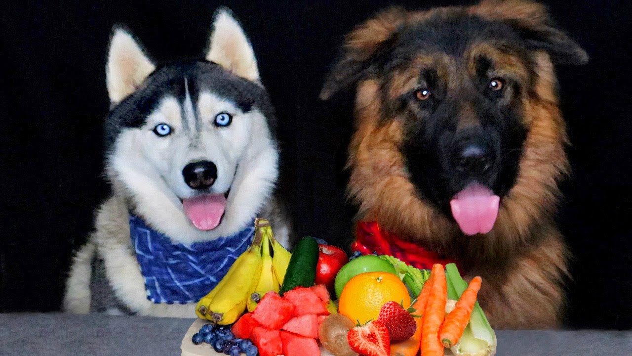 DOG REVIEWS FOOD WITH HUSKY SISTER! - YouTube