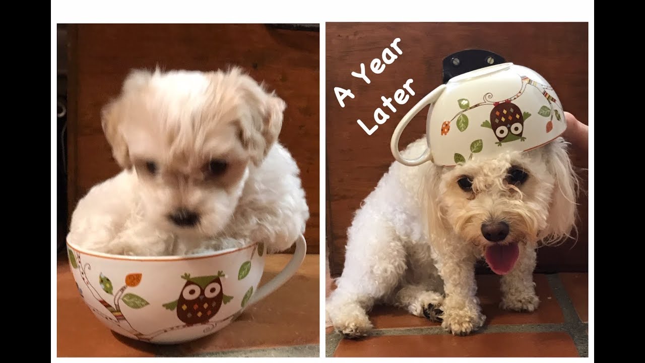 Our Puppy Growing up - Maltipoo 1/2 - YouTube