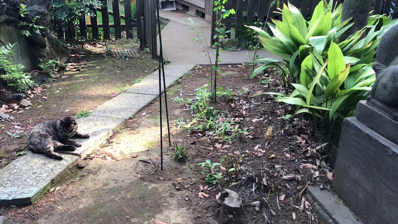 Cat at Shinagawa Shinto shrine Tokyo Japan 品川神社 - YouTube