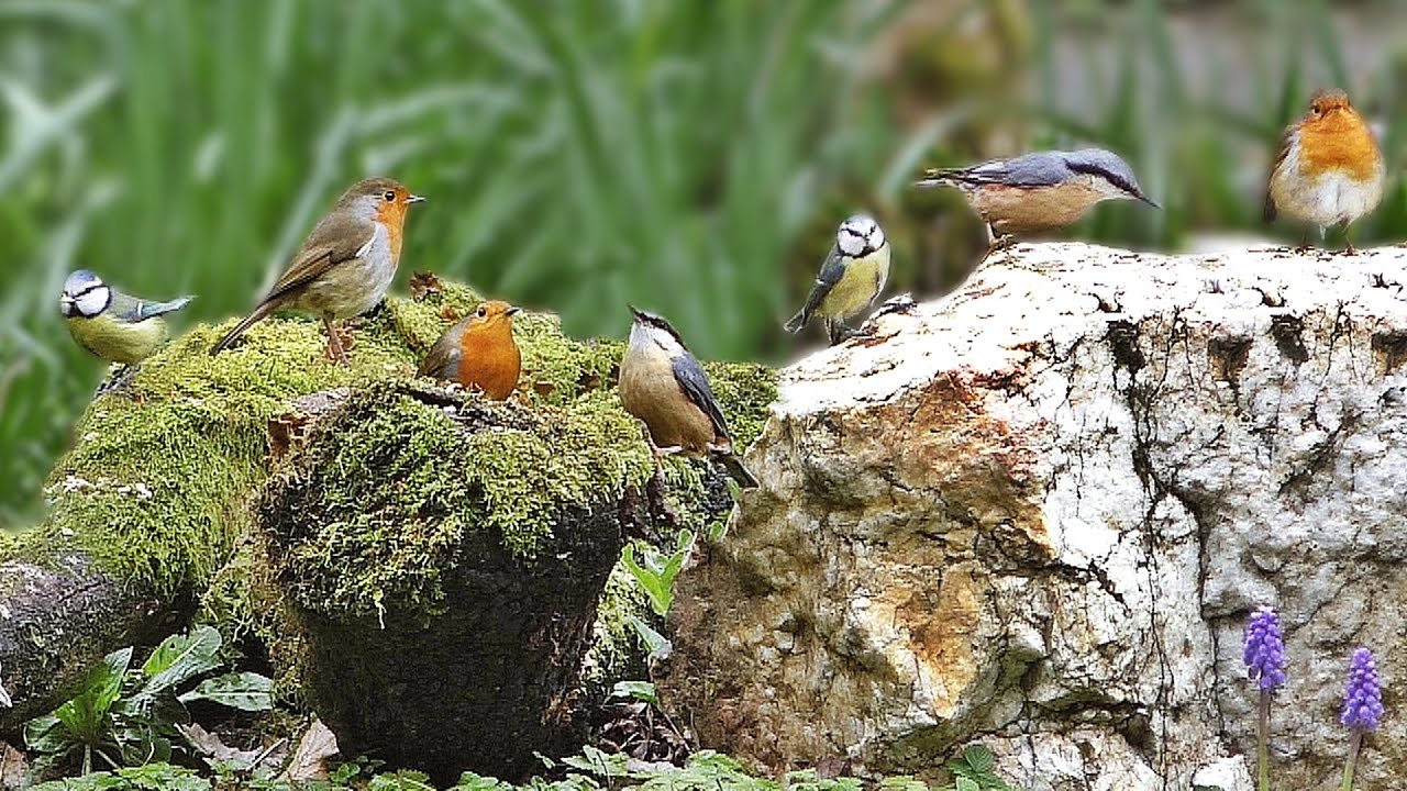 Tranquil Bird Song - ONE HOUR of Beautiful Birds and Bird Sounds - YouTube