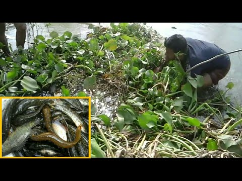 Fishing In Village Canal|Traditional Fish Catching /Best Fishing Video ...