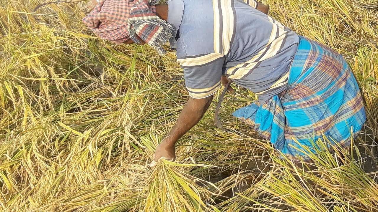 Traditional Paddy Cutting by #GoldenTradition - YouTube