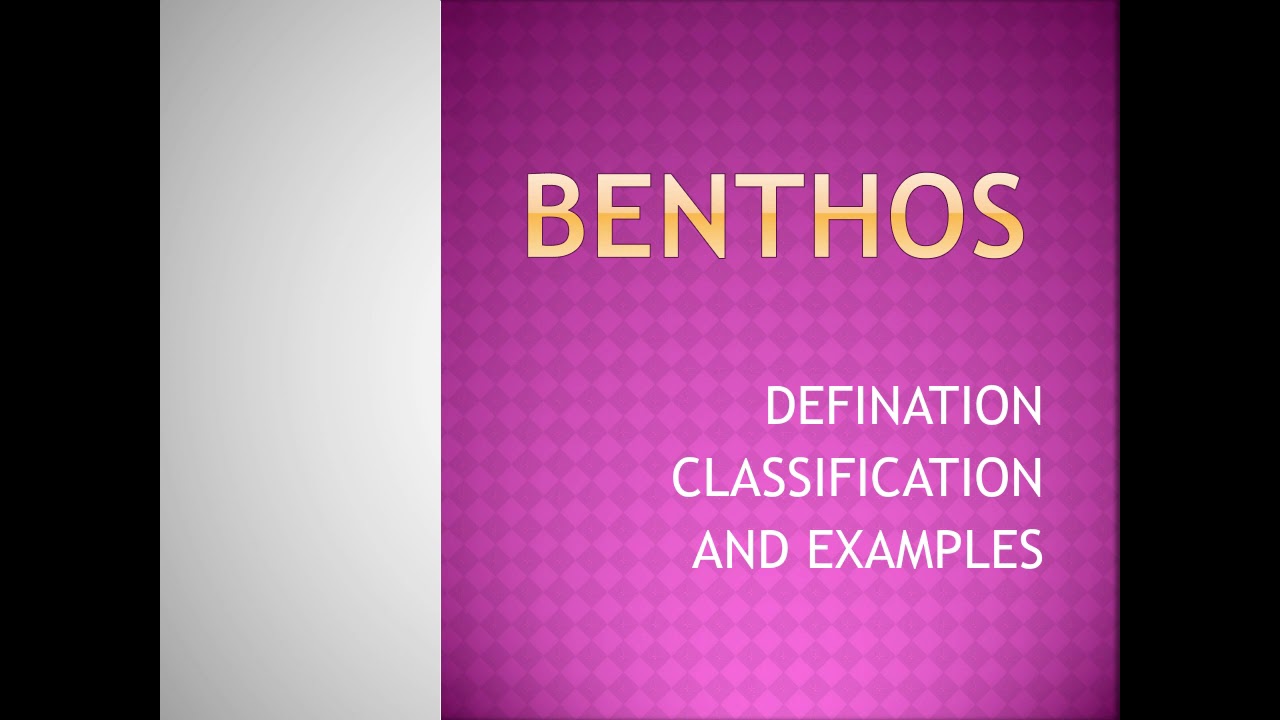 BENTHIC ORGANISMS :- DEFINITION, CLASSIFICATION - YouTube