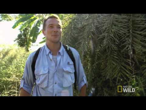 National Geographıc Maraşlı Yılan Avcısı