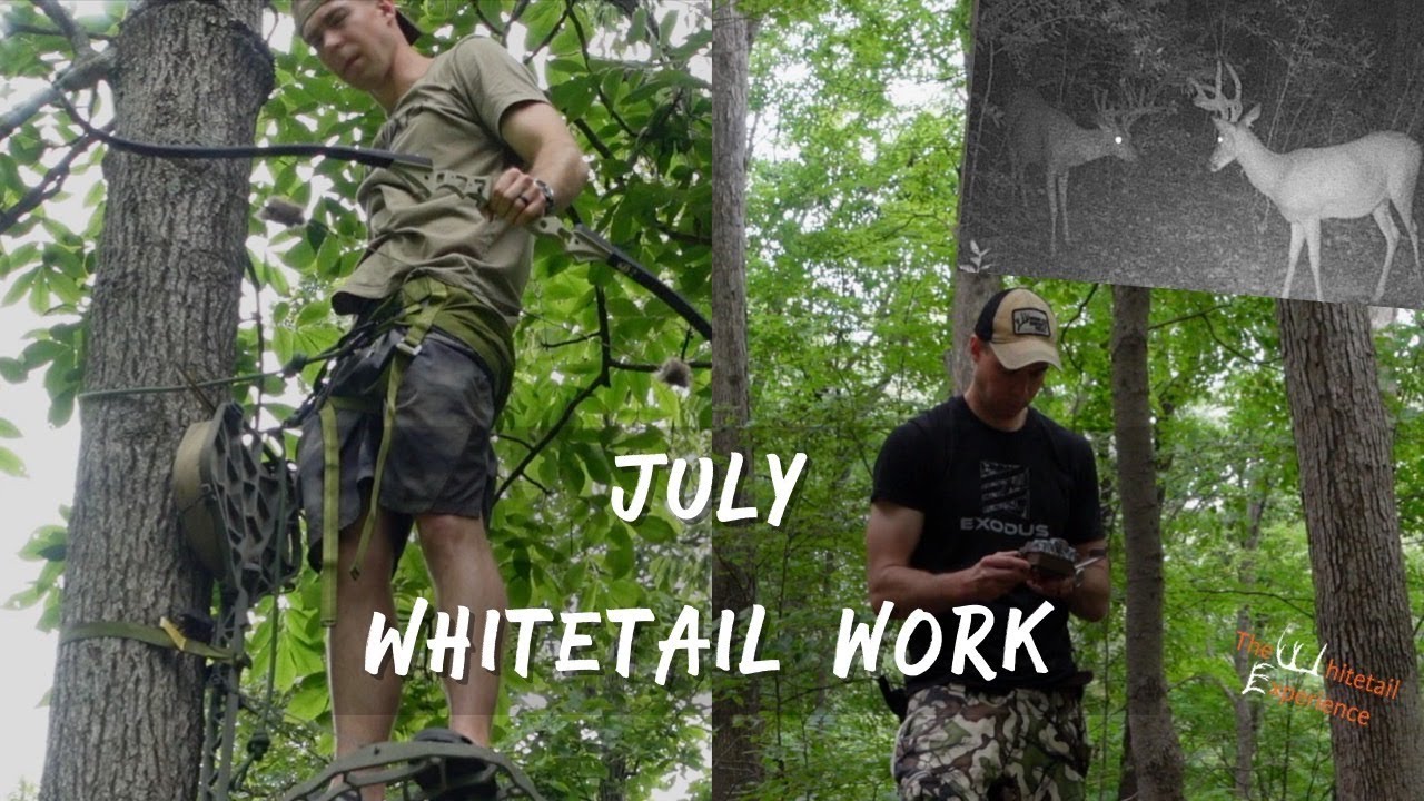 July Deer Hunting Work - YouTube