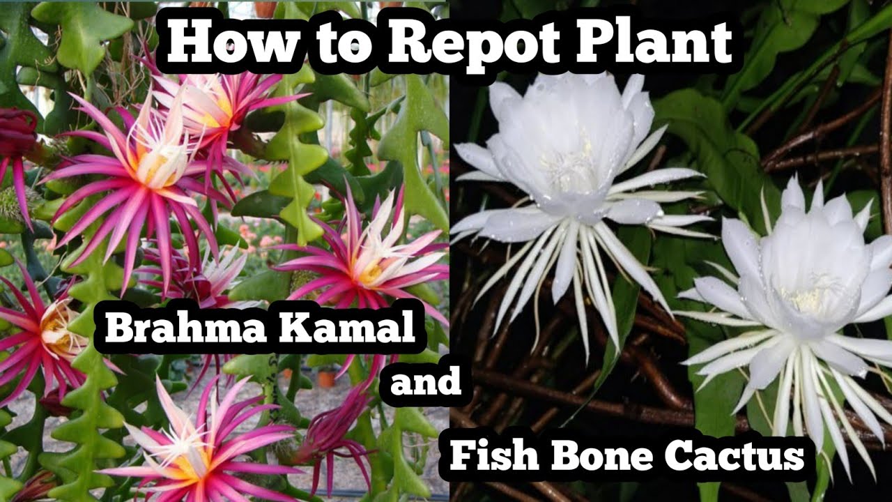 How to Repot Brahma Kamal Plant and Fish Bone Cactus | Kitchen ...