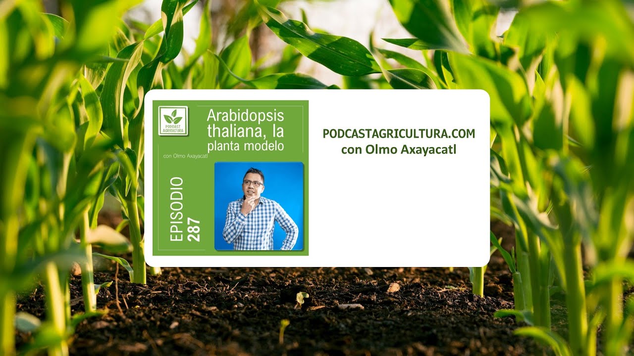 287 Arabidopsis thaliana, la planta modelo - YouTube