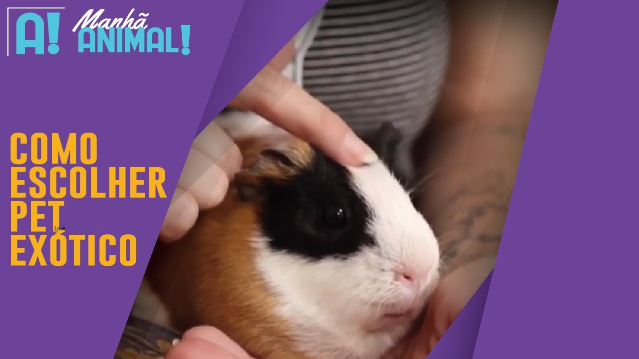 Como escolher um pet exótico? - YouTube