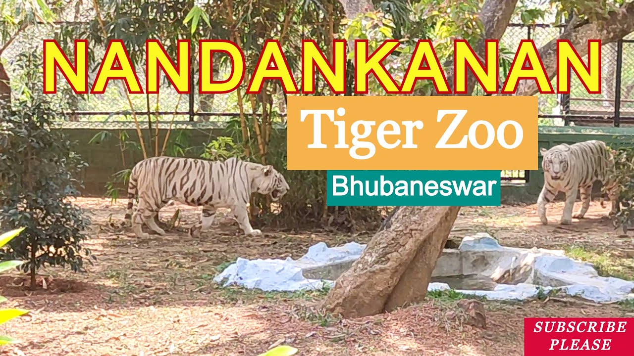 Tiger Zoo at Nandankanan Zoological Park Bhubaneswar || Zoological Park ...