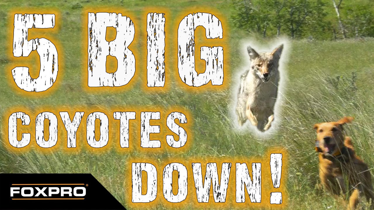 These Coyotes are BIG! - Coyote Hunting - YouTube
