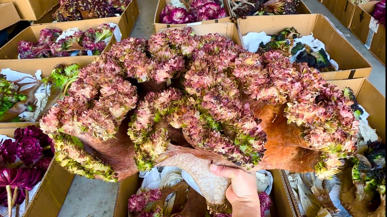 5/22/24 NEW SHIPMENT CAME | BIG AEONIUM PHANTOM & BIG VOODOO CLUSTER ...