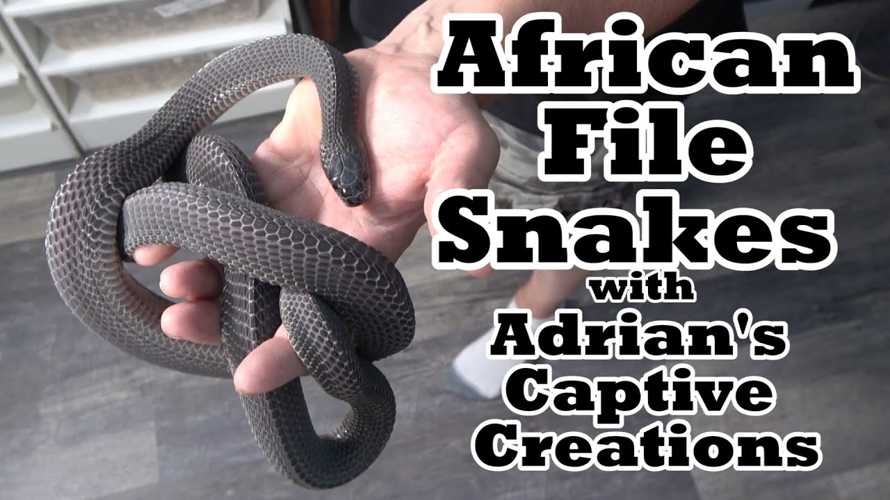 African File Snakes with Adrian's Captive Creations - YouTube