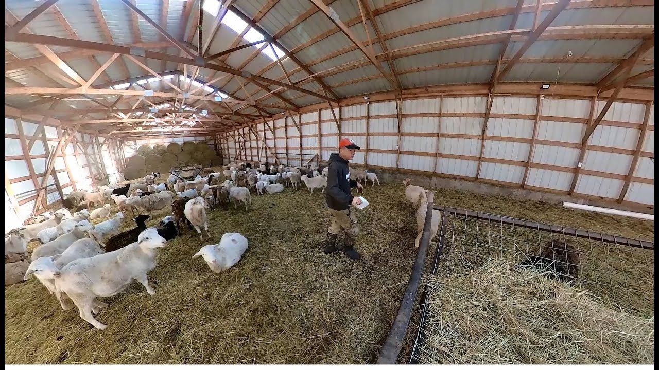 The cost of confinement for sheep - YouTube