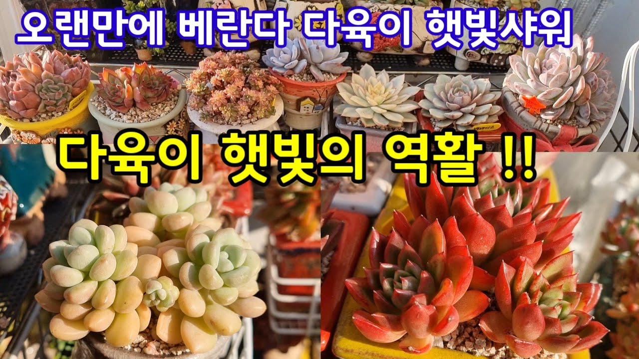 베란다 다육이 오랜만에양질의 햇빛을 받아요🌺햇빛에의 역활 내광성과 내한성이 가장강한 다육식물⭐️즐거운 크리스마스 되세요 🎄🤗