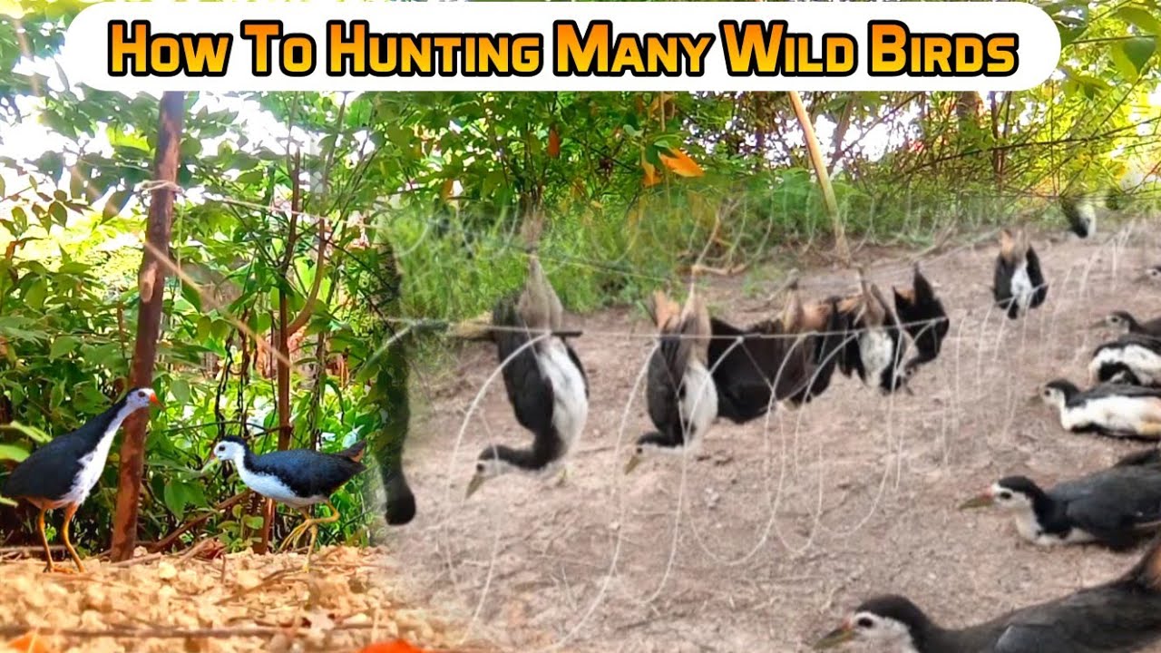 How To Hunting Many wild Birds |Bird Hunting Trick| - YouTube