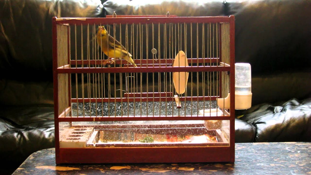 Canary Spanish Timbrado / Kanarinac Timbrado - YouTube