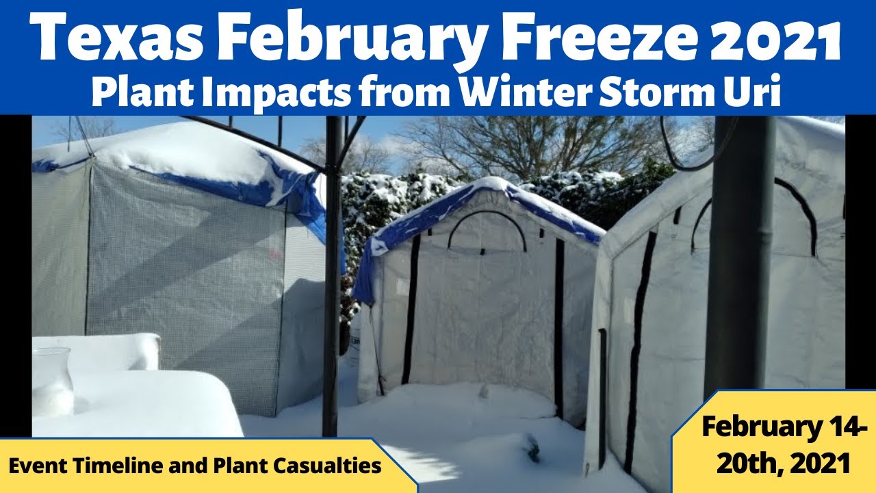 Texas February Freeze 2021| Plant Impacts from Winter Storm Uri - YouTube