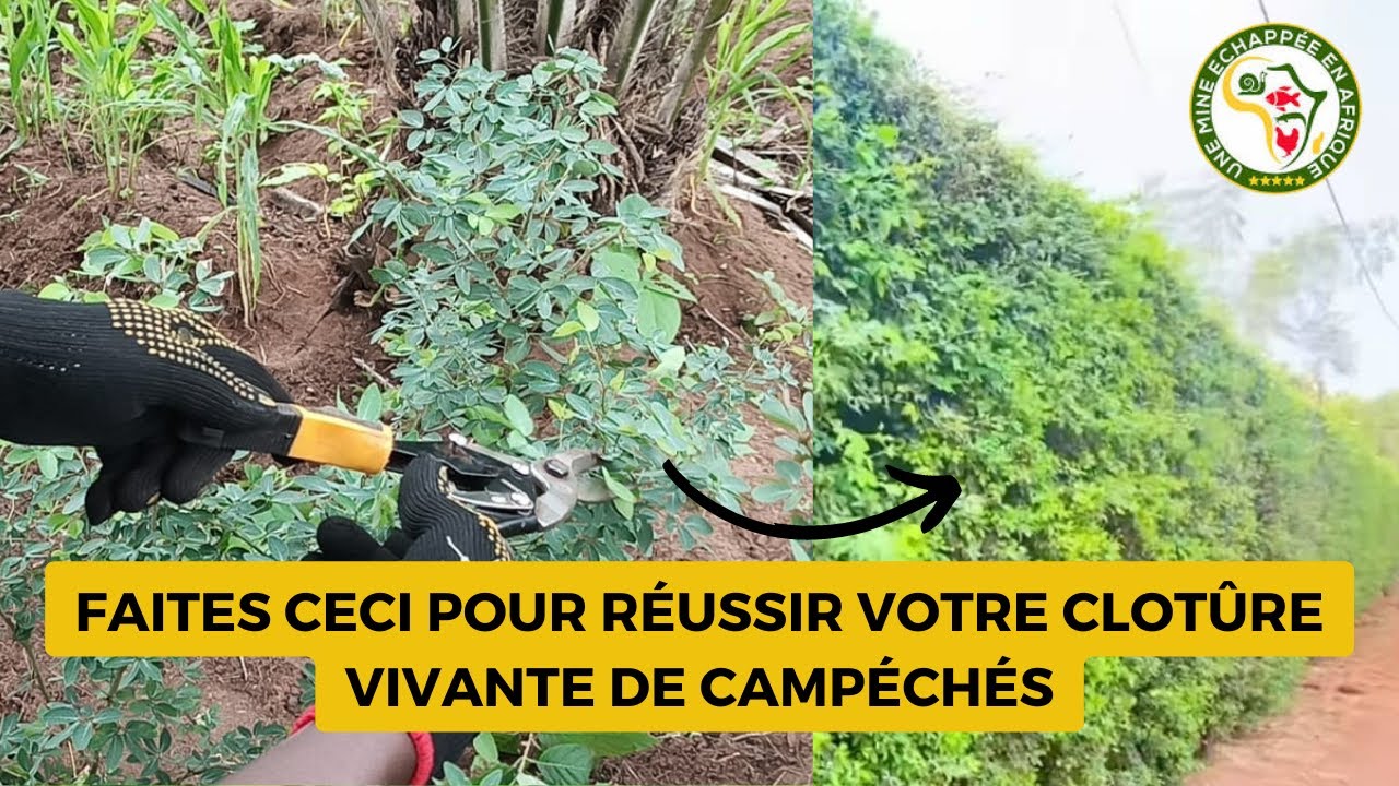 Faites ceci pour réussir votre clôture de campéchés!! - YouTube