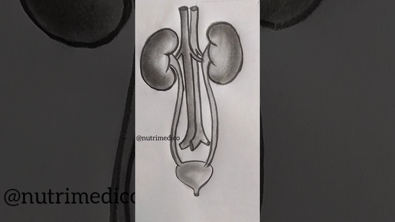 Urinary system diagram #drawing #art #shorts #short #viral #science # ...