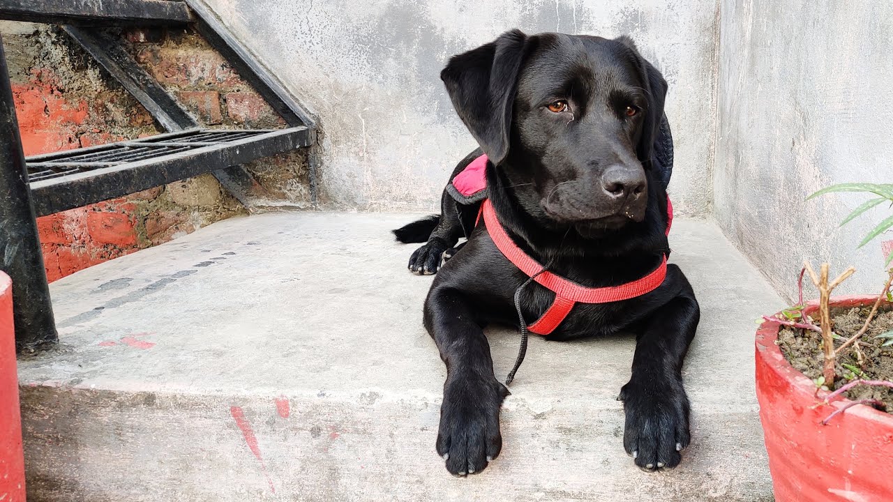 Cute Black Labrador Barking 🐕😍 - YouTube