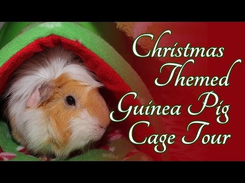 Guinea Pig Christmas Themed Cage Tour | December 2014 - YouTube