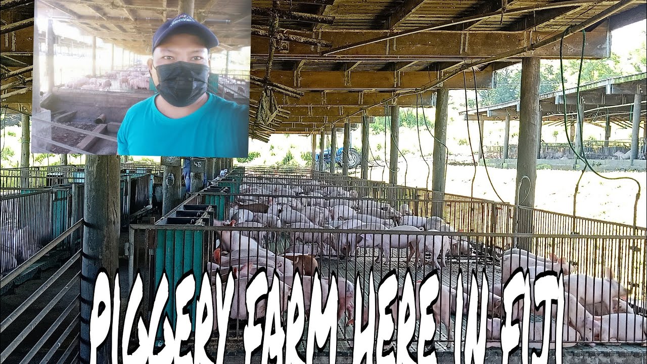 piggery farm here in fiji. - YouTube