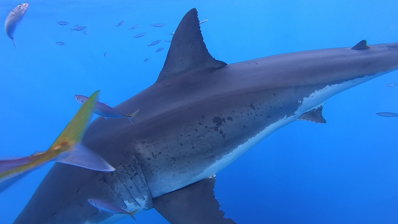 Great White Sharks of Guadalupe Island, Mexico - YouTube