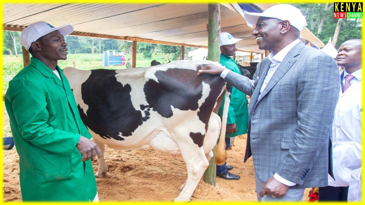SEE WHAT HAPPENED WHEN RUTO VISITED DAIRY COW FARMERS IN MERU - YouTube