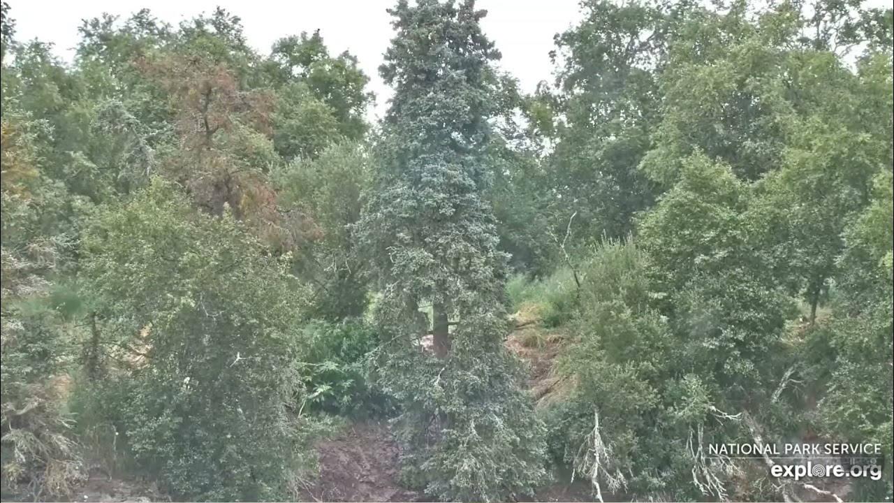 8/8/2021 The "Nanny Tree" Explore.org - YouTube