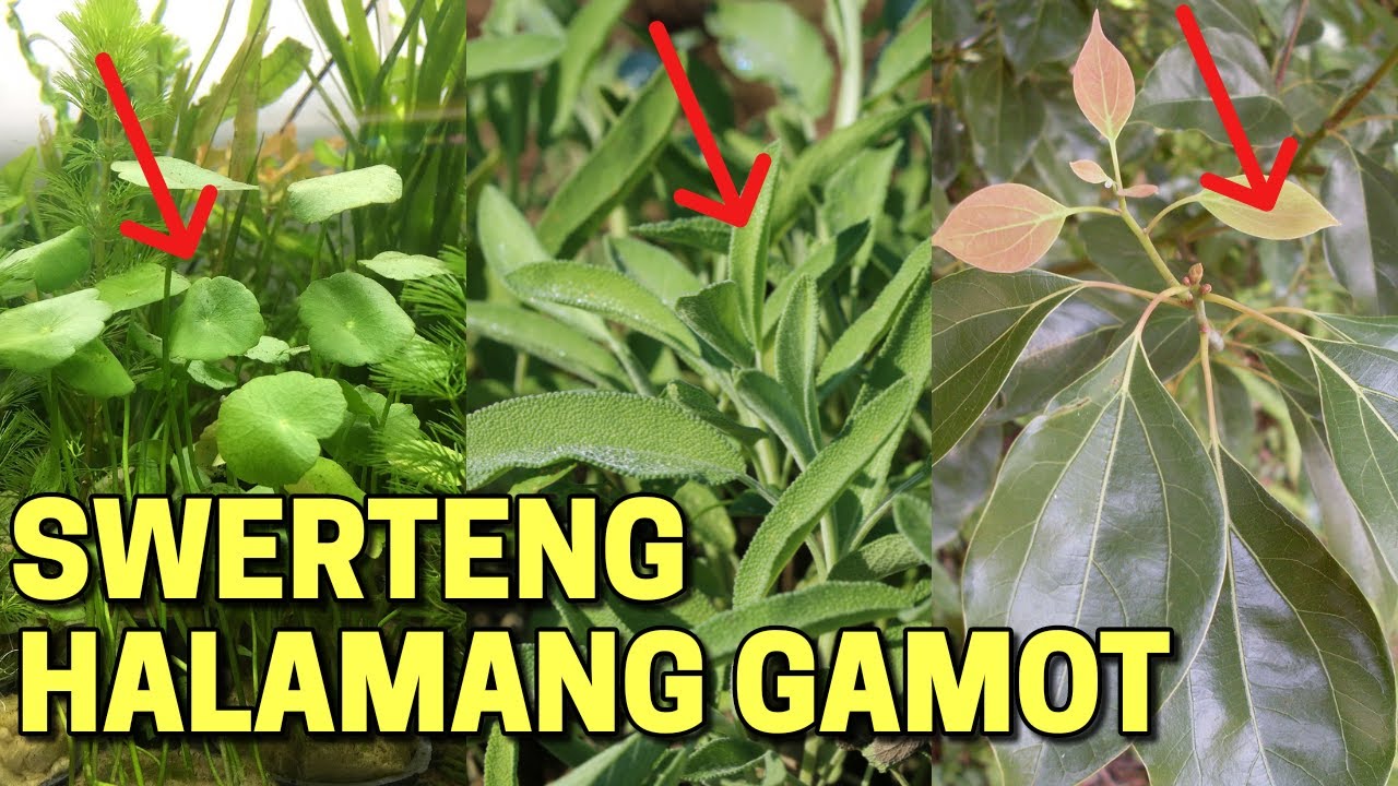 10 SWERTENG HALAMANG GAMOT - YouTube