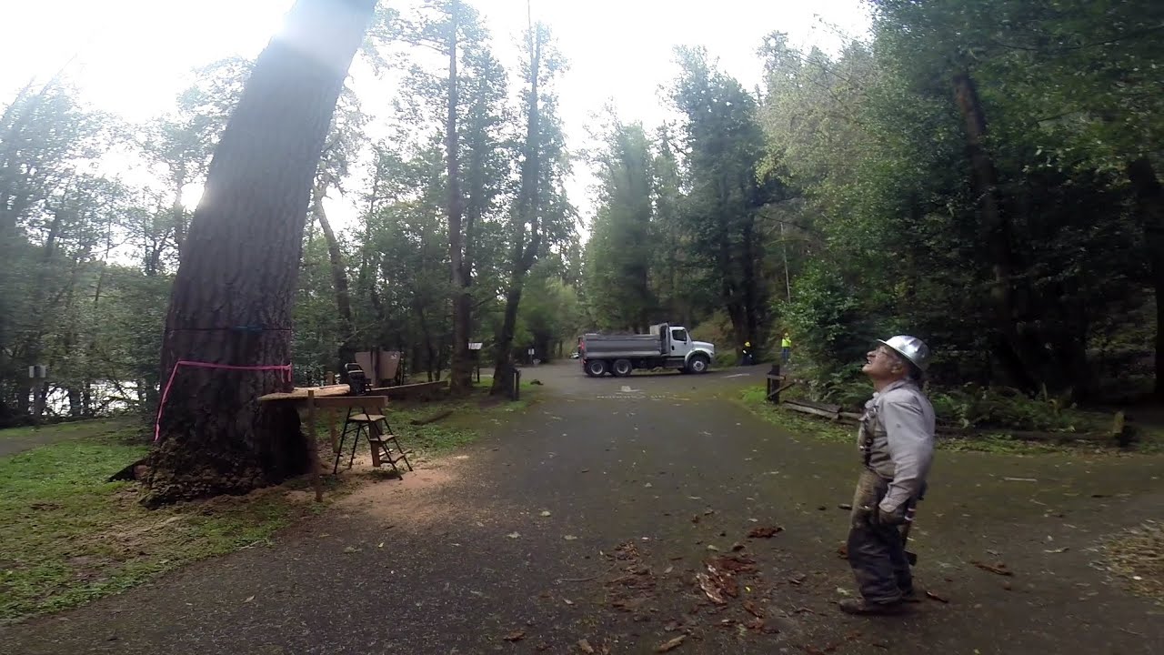 Charlie and Jacob falling big trees. - YouTube