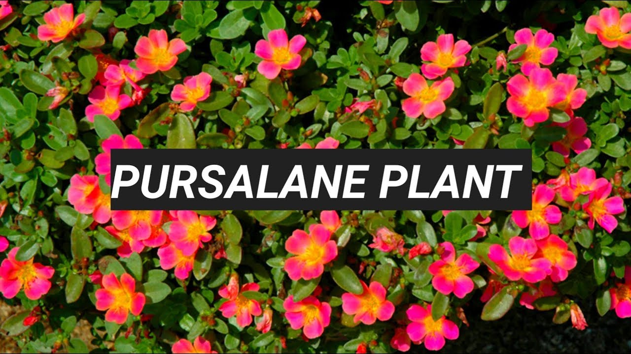 Pursalane plant /office time flower /9,0 clock plant/নুনিয়া শাক - YouTube