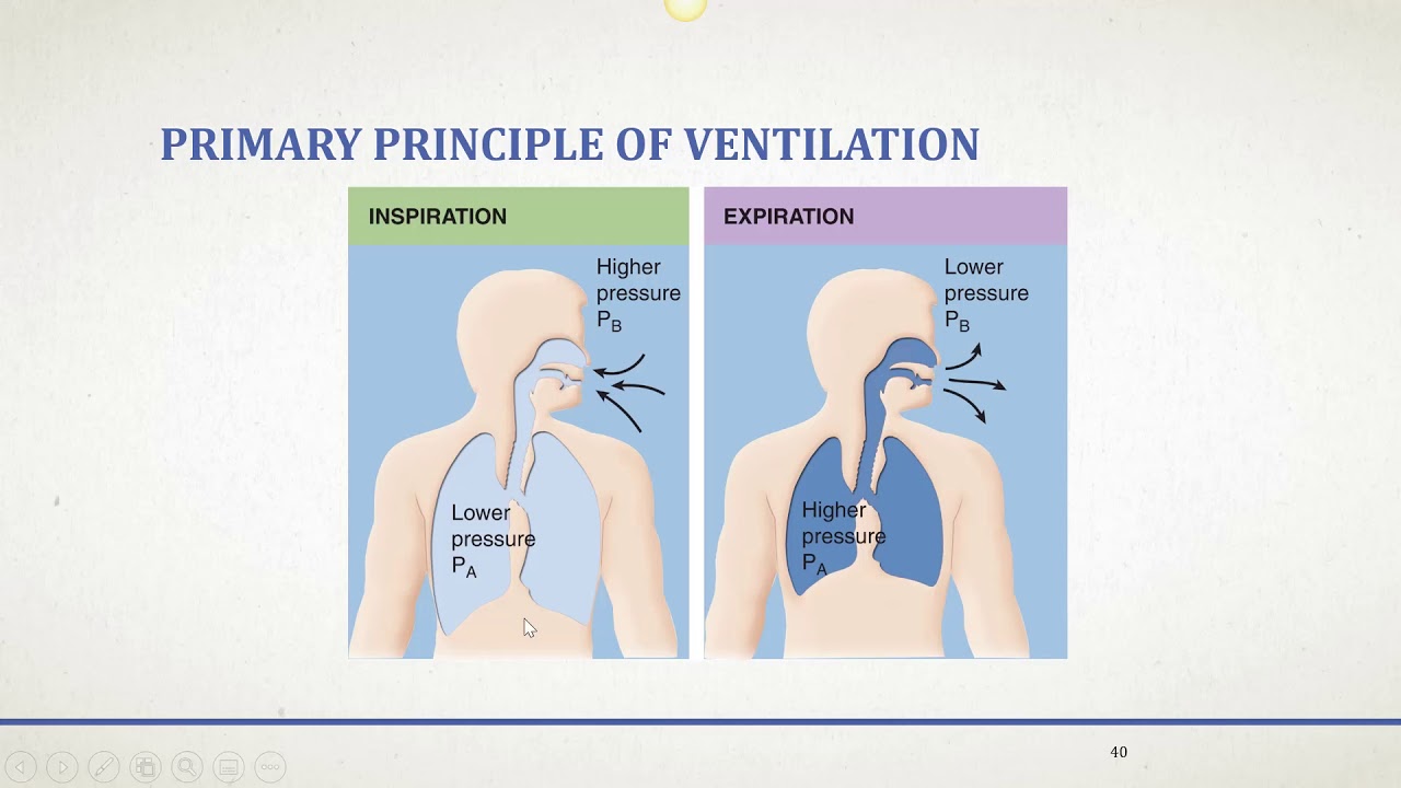 Processes Of Respiration YouTube processes-of-respiration-youtube