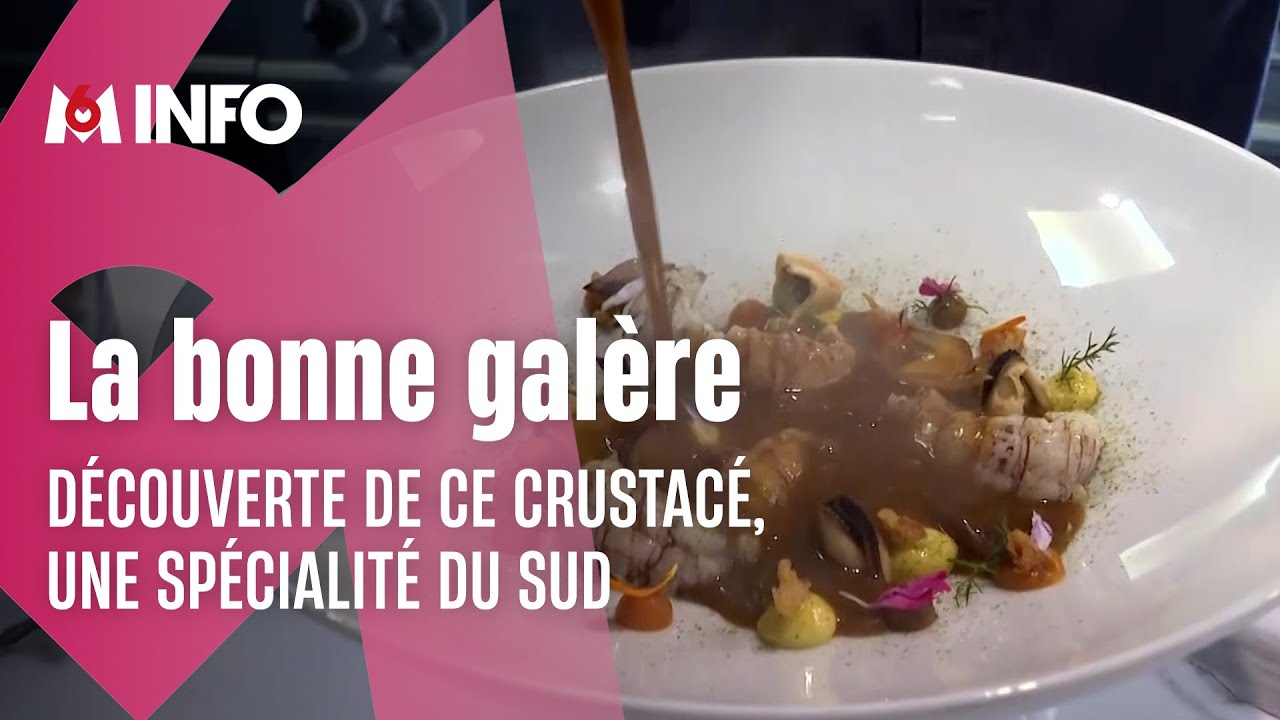 La galère méditerranéenne, un crustacé typique - YouTube