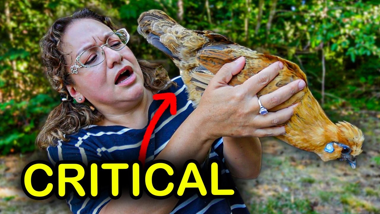 How to Spot a Sick Chicken Before it's TOO LATE - YouTube