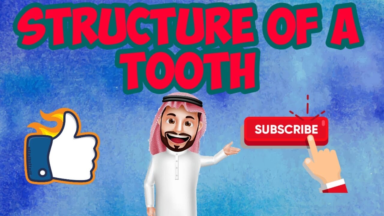 CH 6 OUR TEETH (PART 3) SCIENCE CLASS 4 STRUCTURE OF A TOOTH - YouTube
