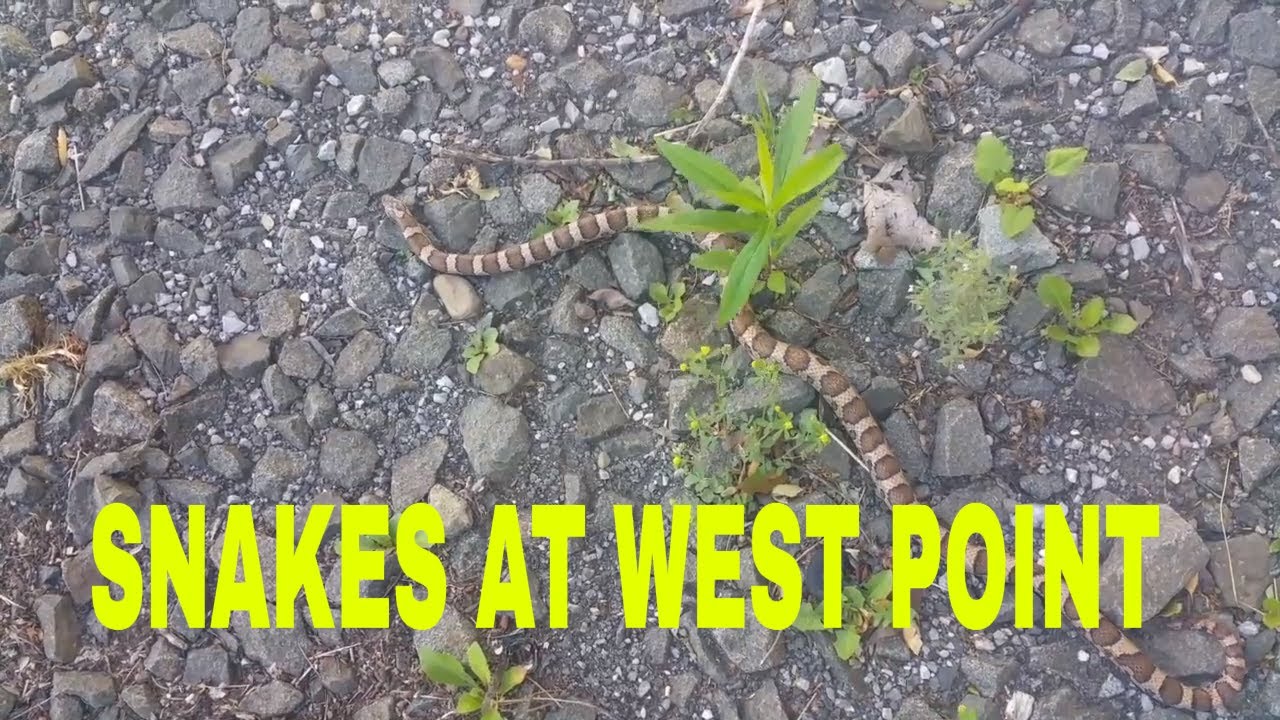 Snakes at United States Military Academy at West Point - YouTube
