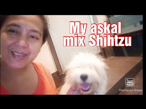 Mix Shihtzu askal puppy very sweet (ganito Po ka lambing ang aso ko na ...
