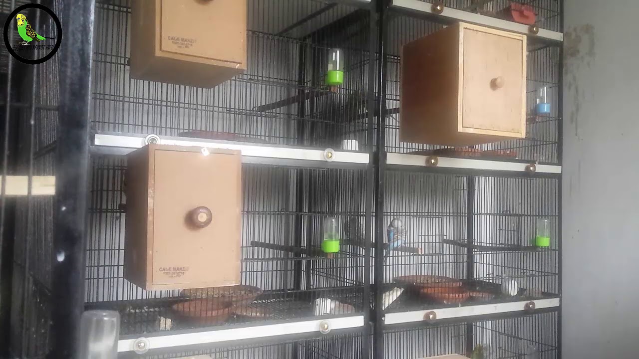 Breeding tips for birds | Breeding tips for budgies, cocktail ...