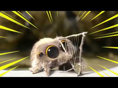 Lucas the Meme Spider - YouTube