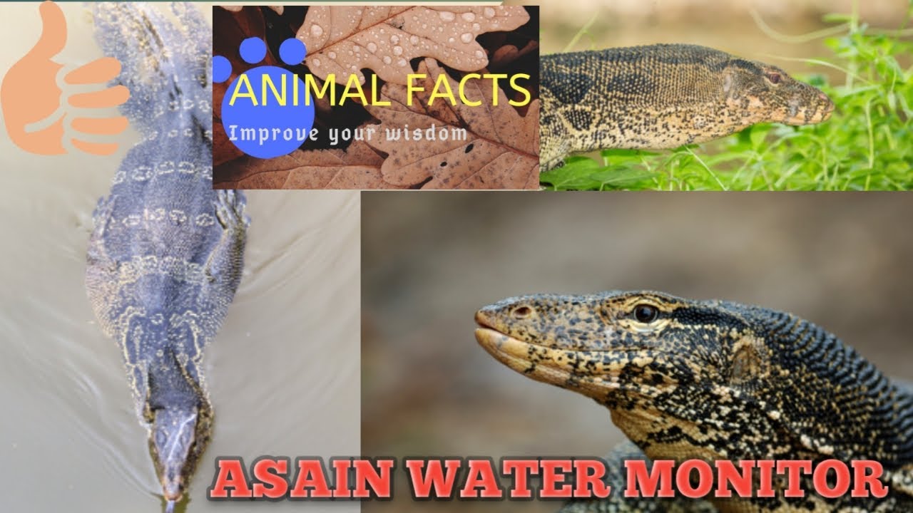 The Asian Water Monitor |Animal Facts - YouTube