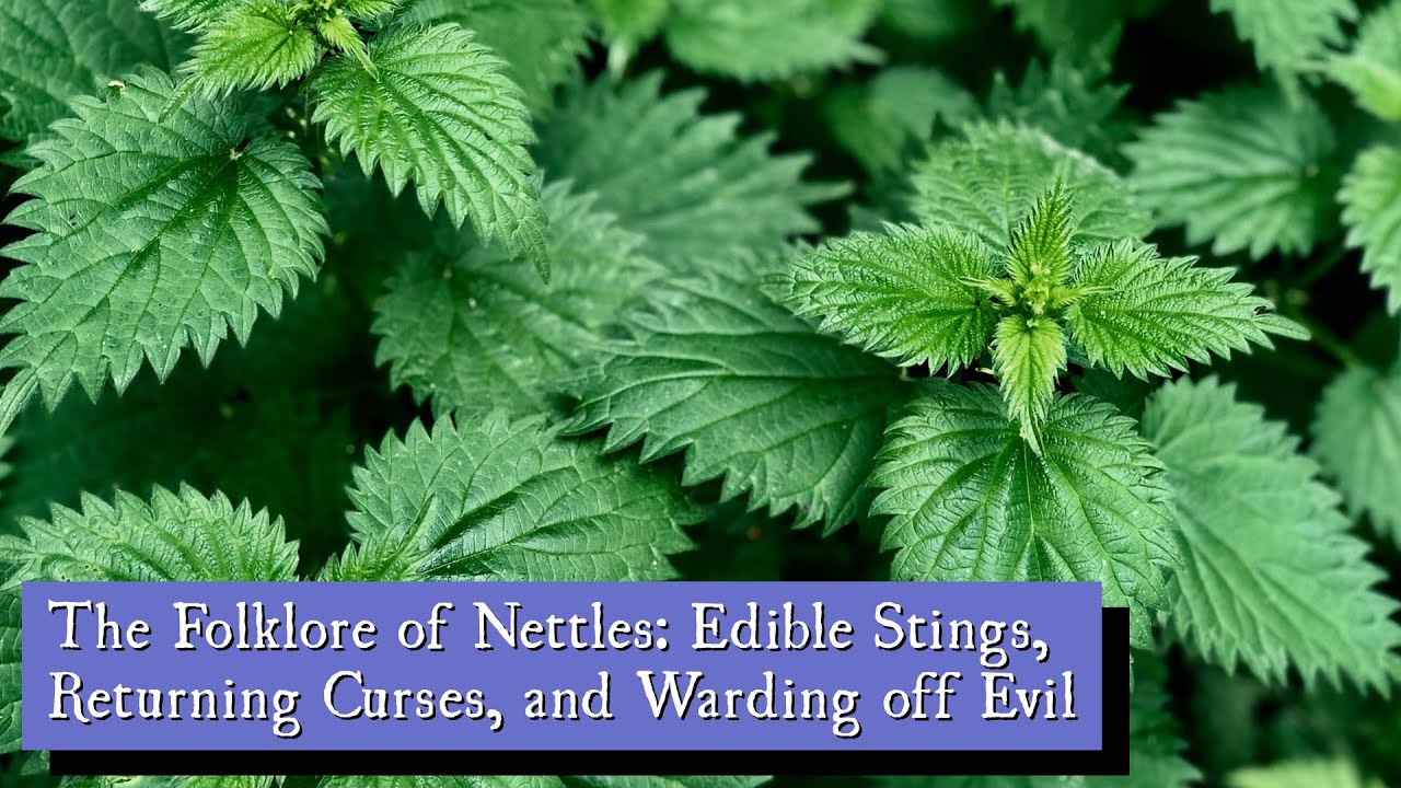 The Folklore of Nettles: Edible Stings, Returning Curses, and Warding ...