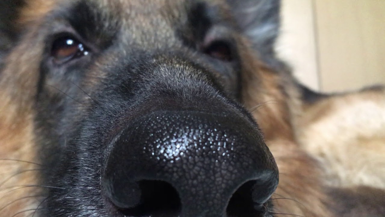 Cute German Shepherd nose. - YouTube