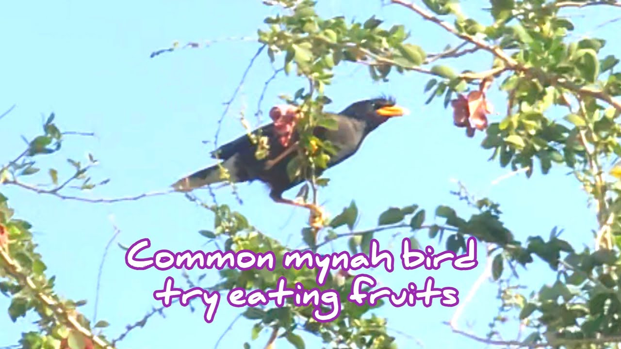Common mynah bird tries eating fruits @vuthyCH - YouTube
