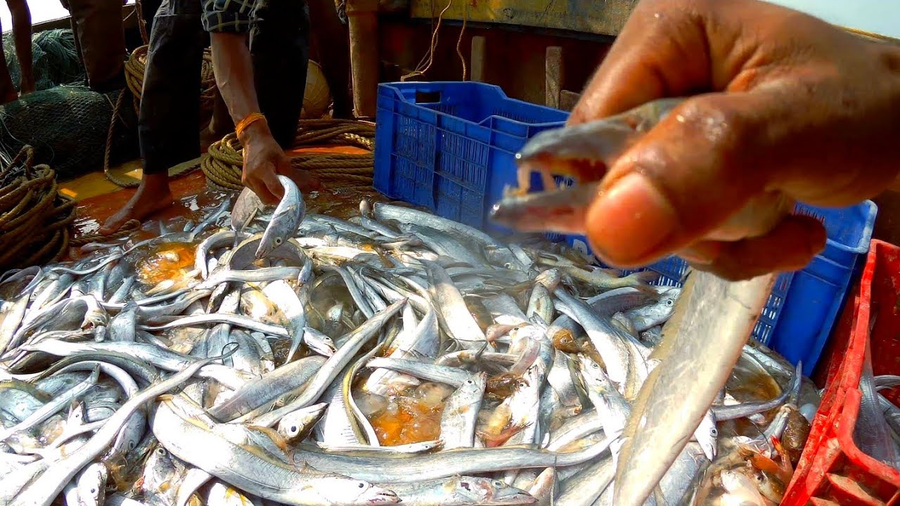 Amezing Catching Sea Fish ସମୁଦ୍ର ରେ ମାଛ 🐟ଧରା || 200 Kg ରୂପା ପାତିଆ😲 ...