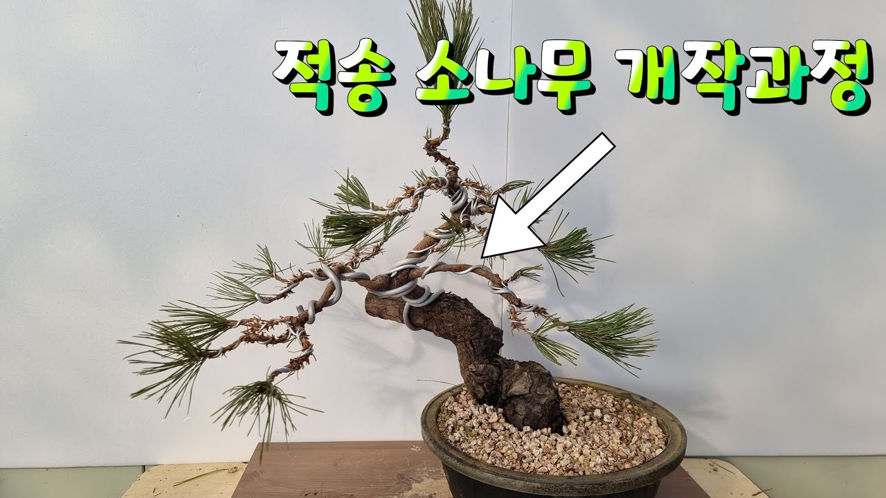 [분재만들기] "적송 소나무" 분재 개작 과정 - 새싹분재원TV Sprout Bonsai TV - YouTube