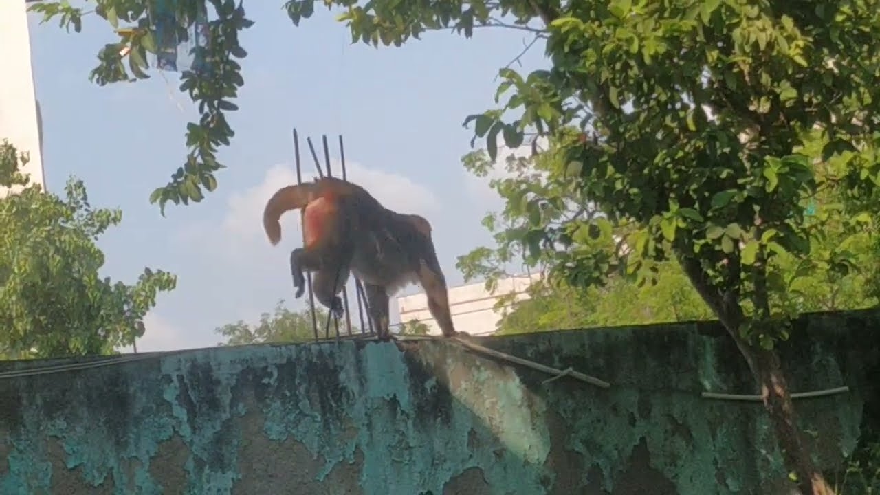 danger monkey | monkey came to my home | @Animal Aid Unlimited, India ...
