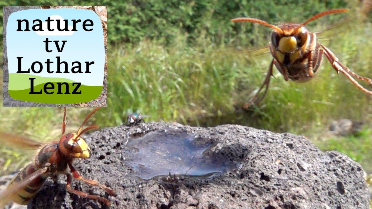 Flying acrobats: Hornets, Carrion Flies, Wasp and Paper Wasp - YouTube