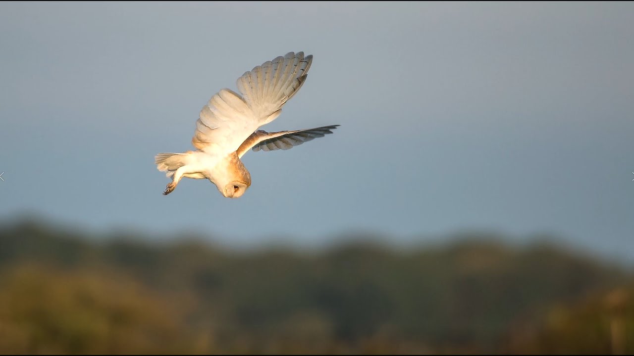 Bramber Brooks Wildlife - YouTube